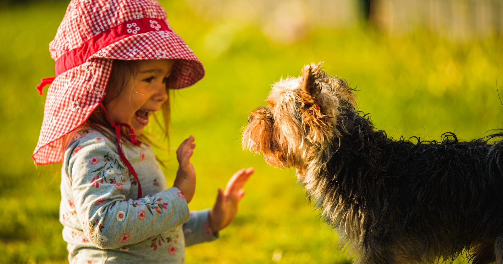 9 subtle traits of people who don’t like dogs, according to psychology